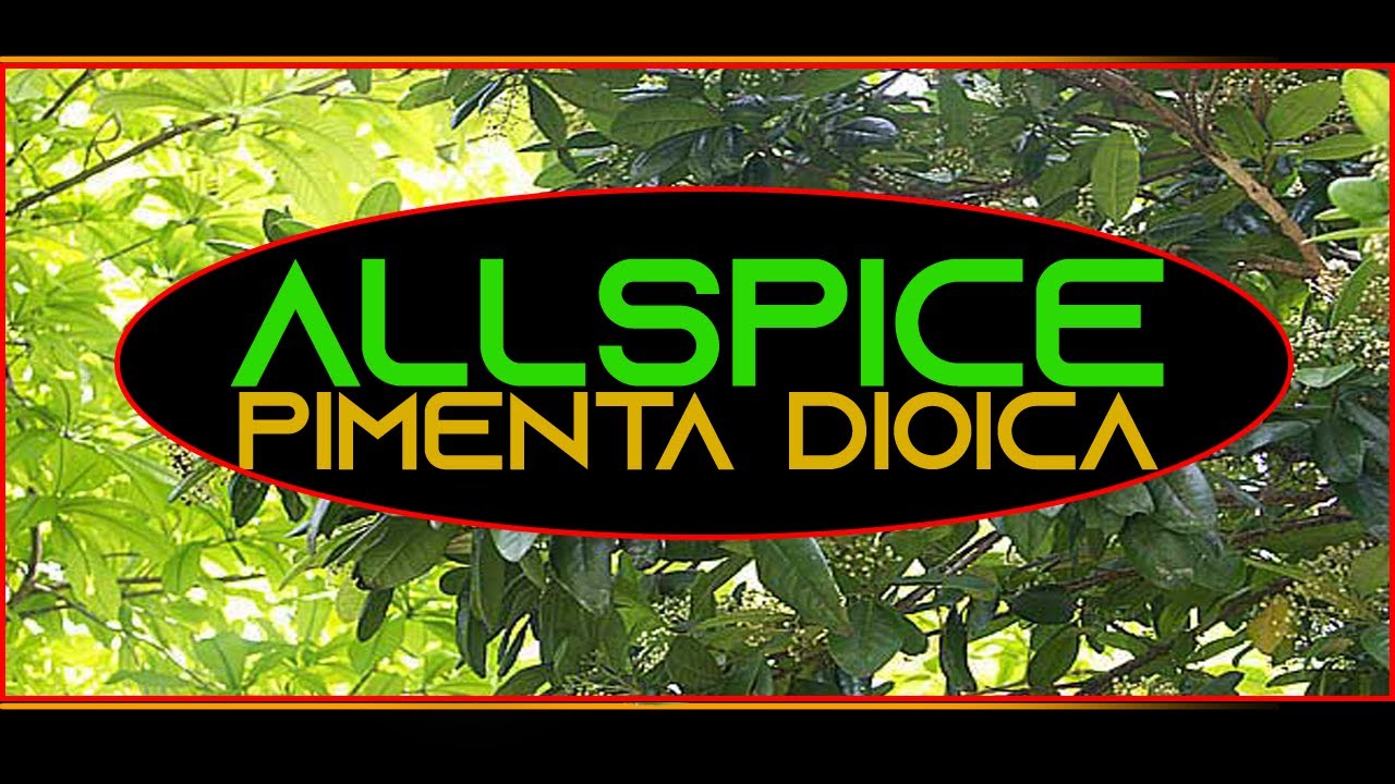Pimenta Dioica
