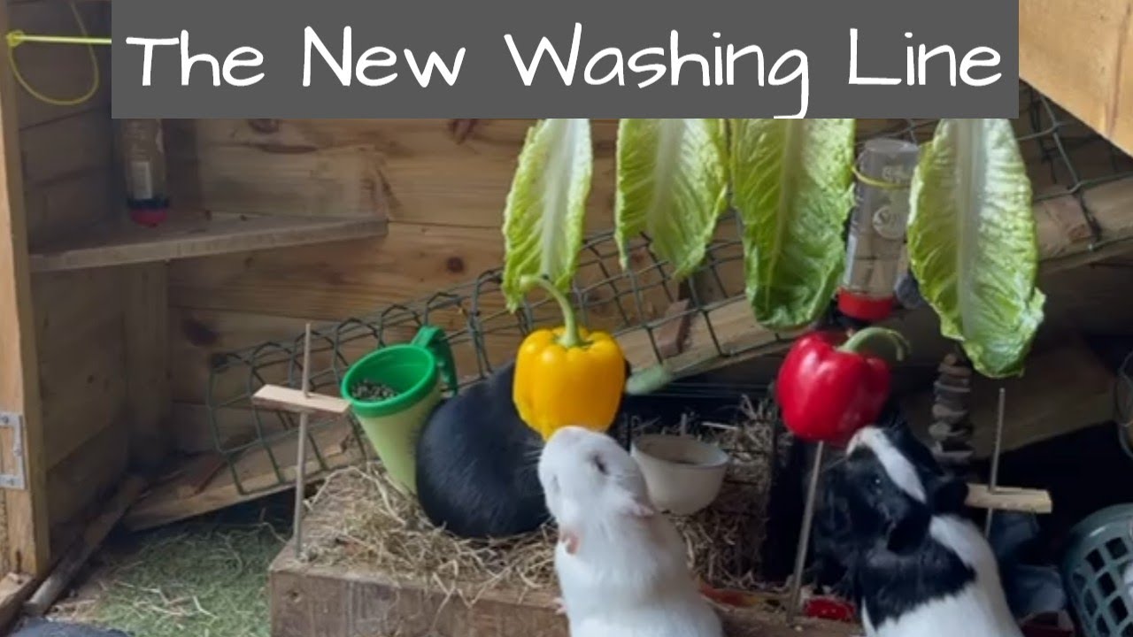 Guinea Pigs | The New Washing Line - YouTube