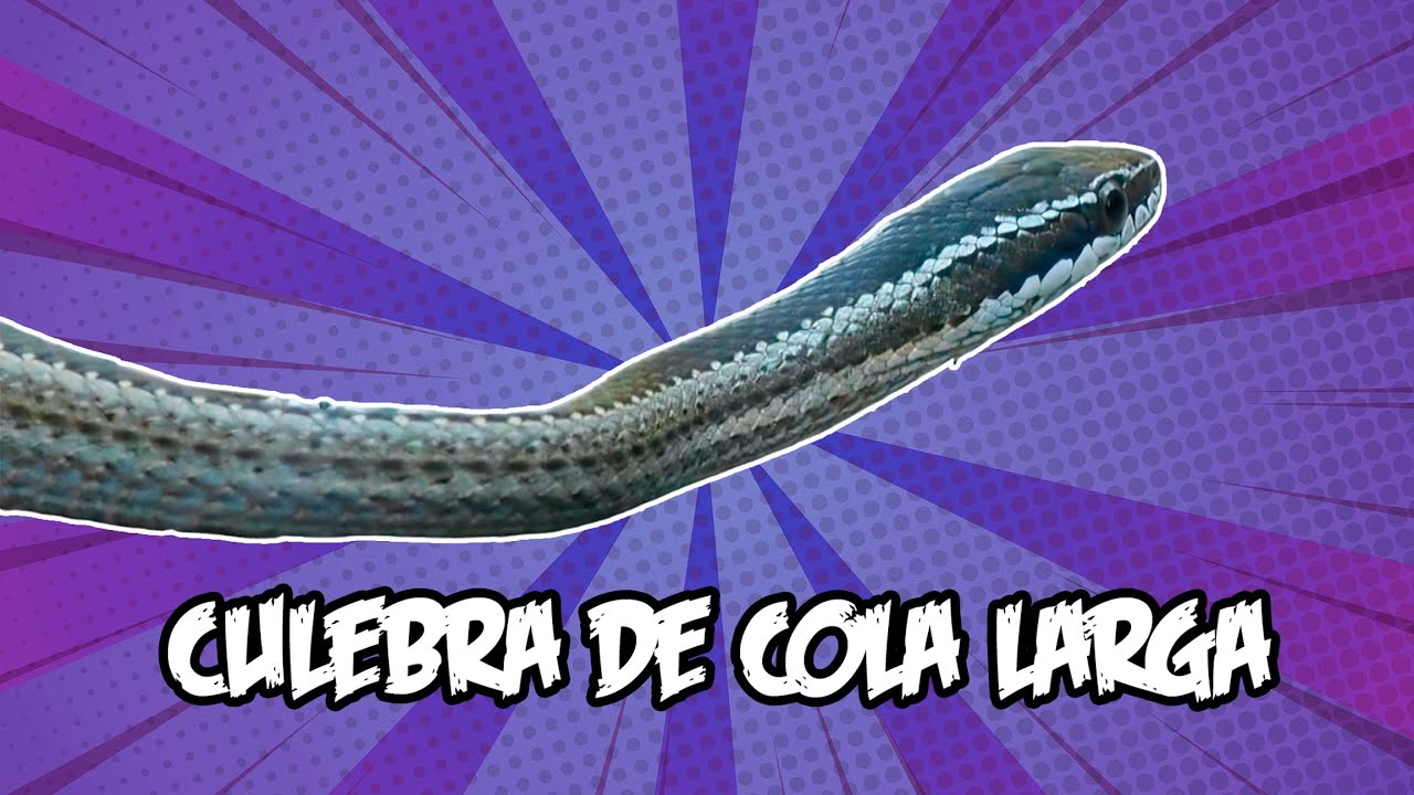 Culebra de cola larga | Animales chilenos superasombrosos - T2E12 - YouTube