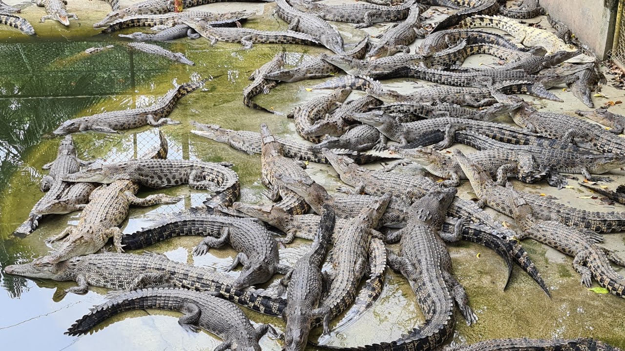 Davao Crocodile Park & Zoo. - YouTube