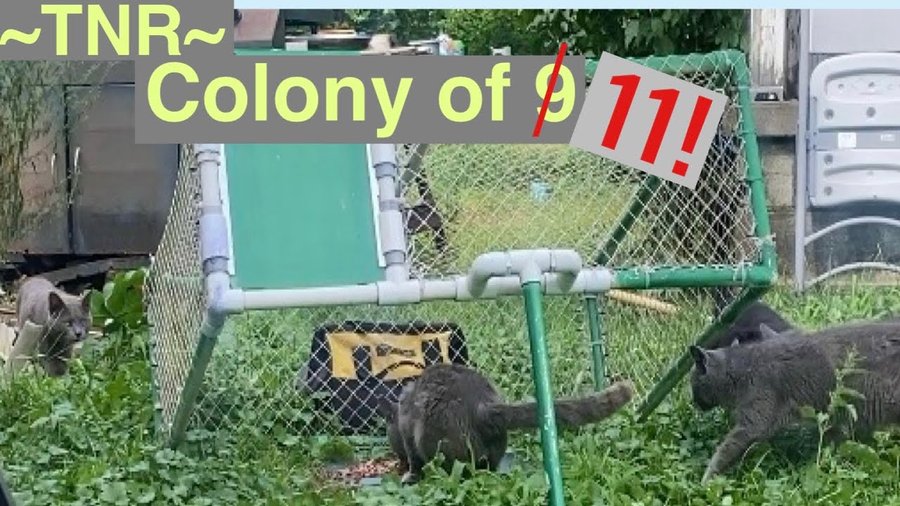 TNR with drop trap cat colony of 11! - YouTube