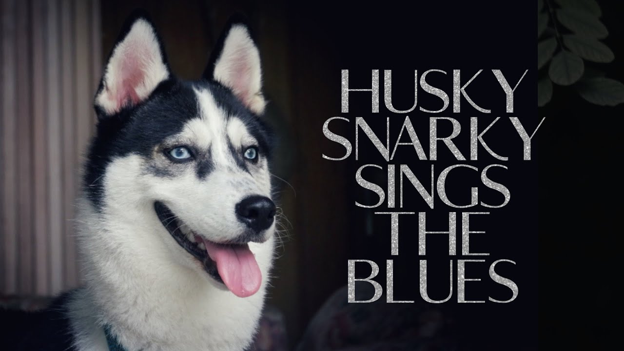 Husky Sings The Blues - YouTube