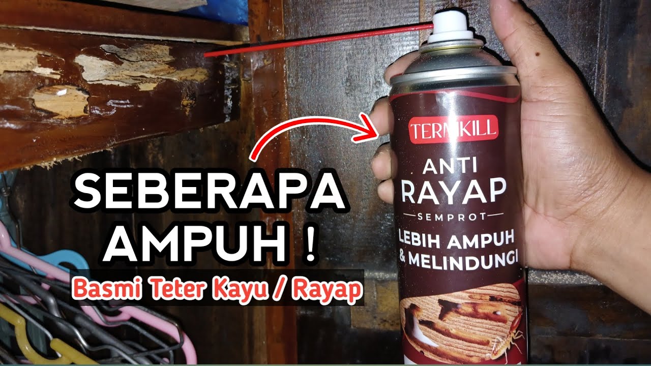 Cara Basmi Teter Kayu dan Rayap Sampai Tuntas - YouTube