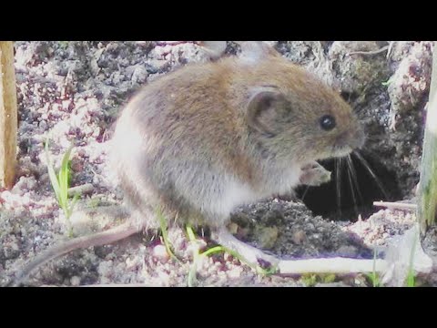 The trolls can get BAWKED!!!!! is live! - YouTube