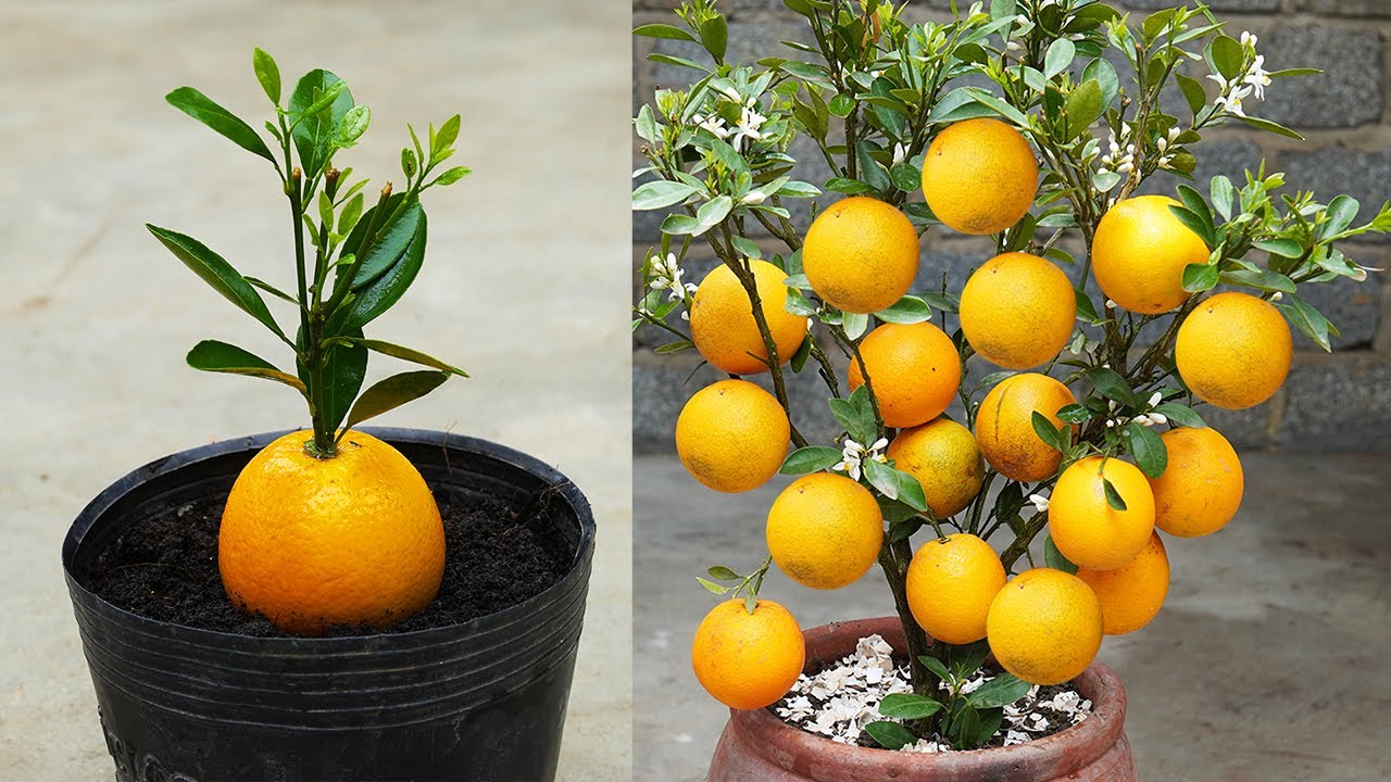 Growing Oranges With Oranges Has Never Been So Easy - YouTube
