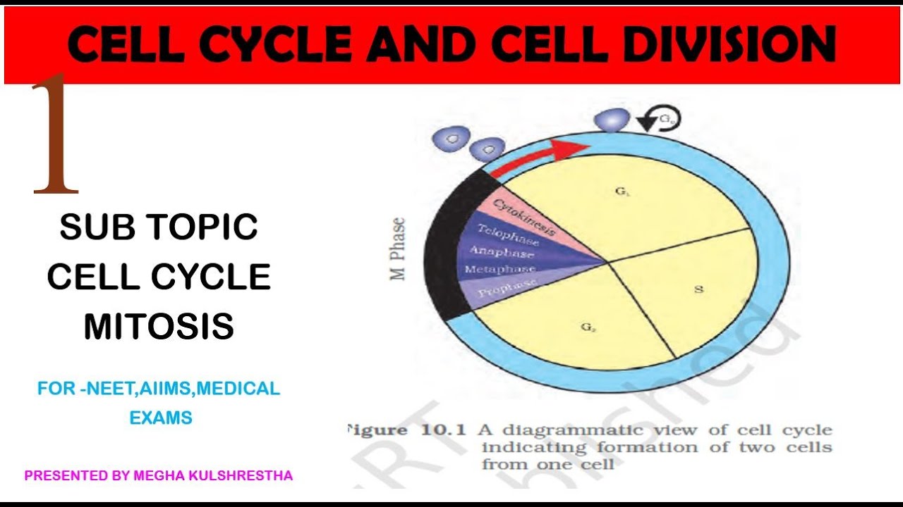 NEET- Cell Cycle and Cell Division | Class 11 - YouTube