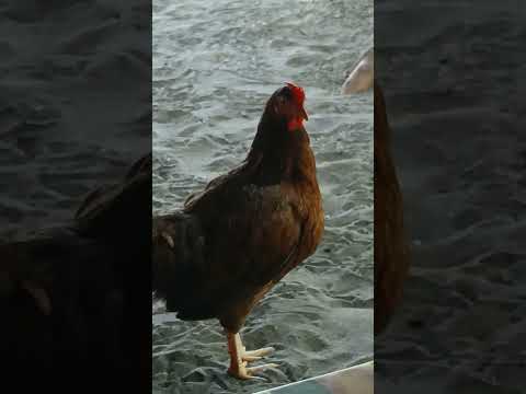 chicken march! - YouTube