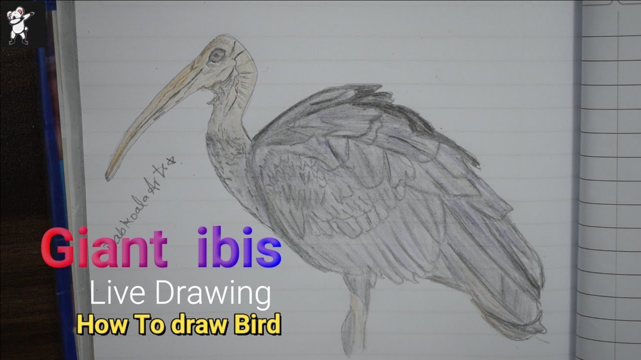Giant Ibis || How to Draw Giant Ibis || Real Time drawing || Animal ...