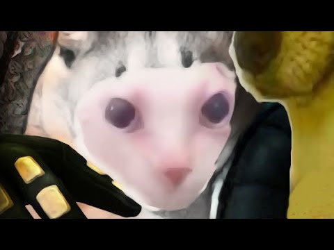 I love Bingus - YouTube