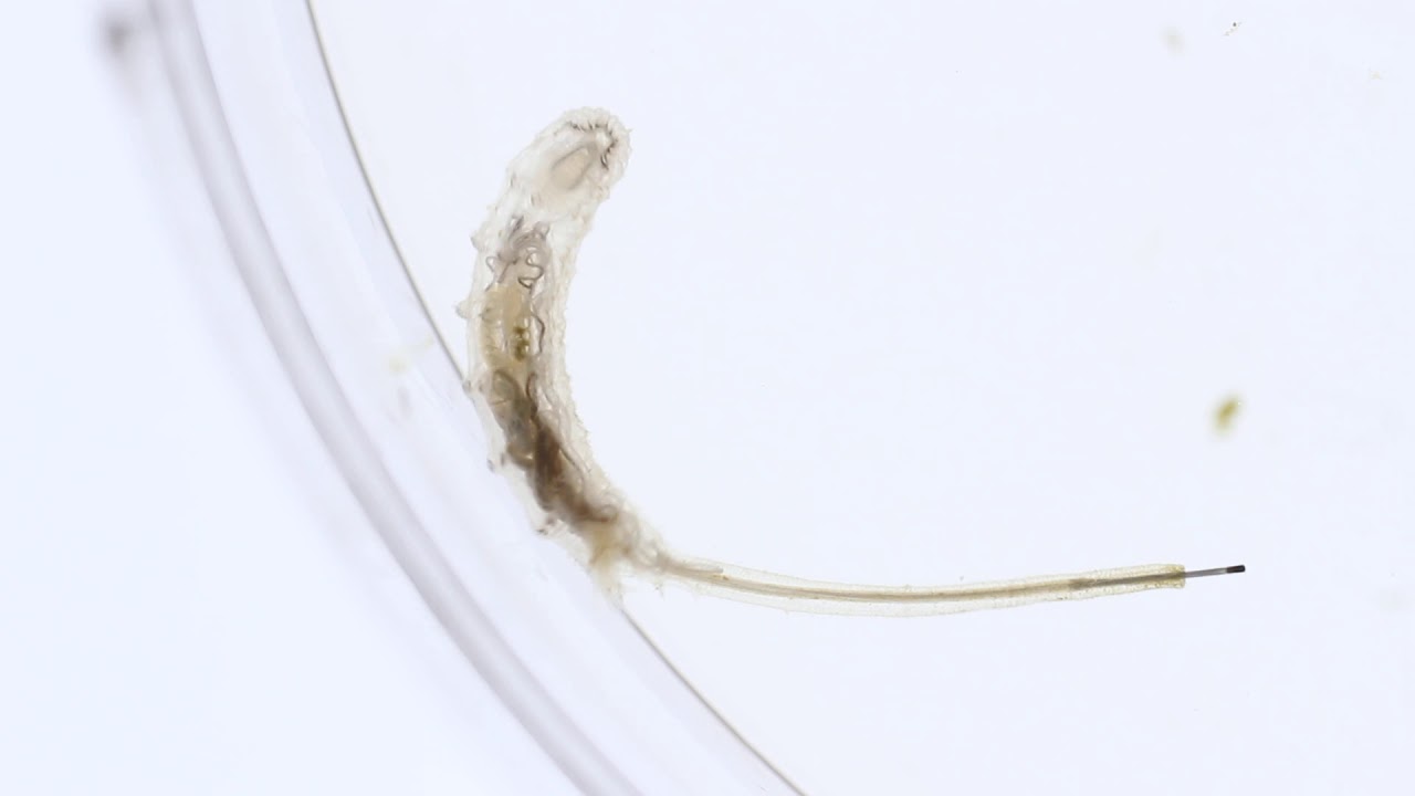 Rat-Tailed Maggot Facts - YouTube