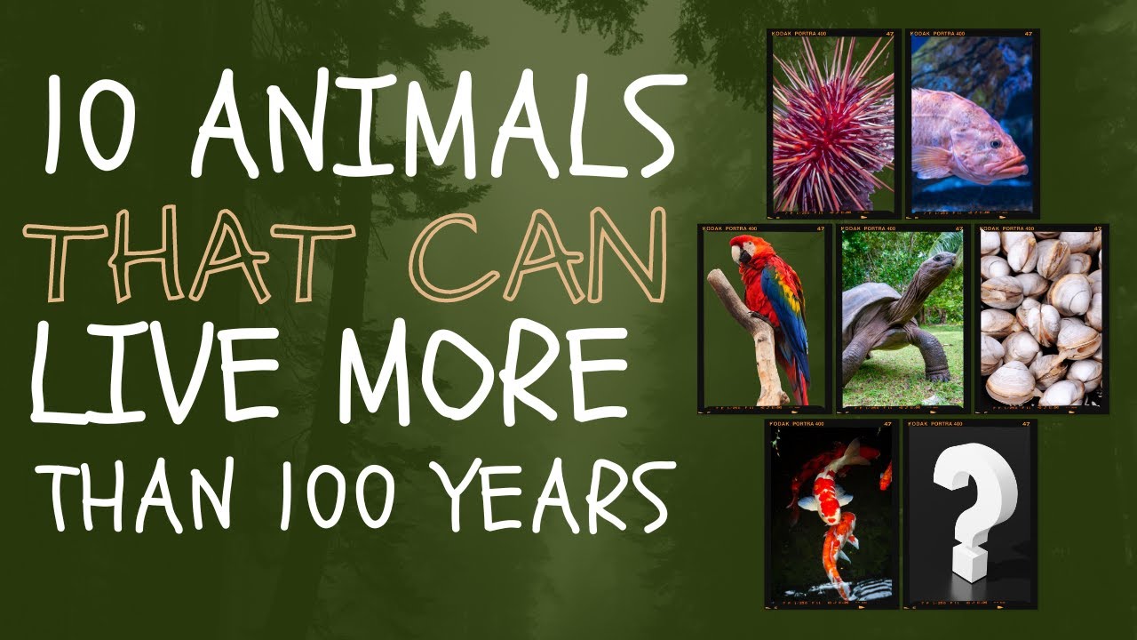 10 Animals That Live More Than 100 Years - Animals With The Longest ...