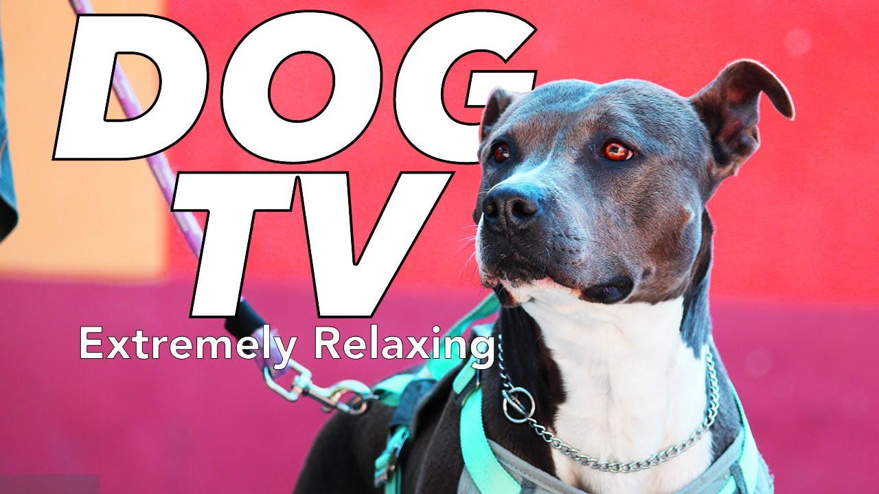 TV FOR DOGS! Quick Entertainment for Your Dog with Relaxing Music ...