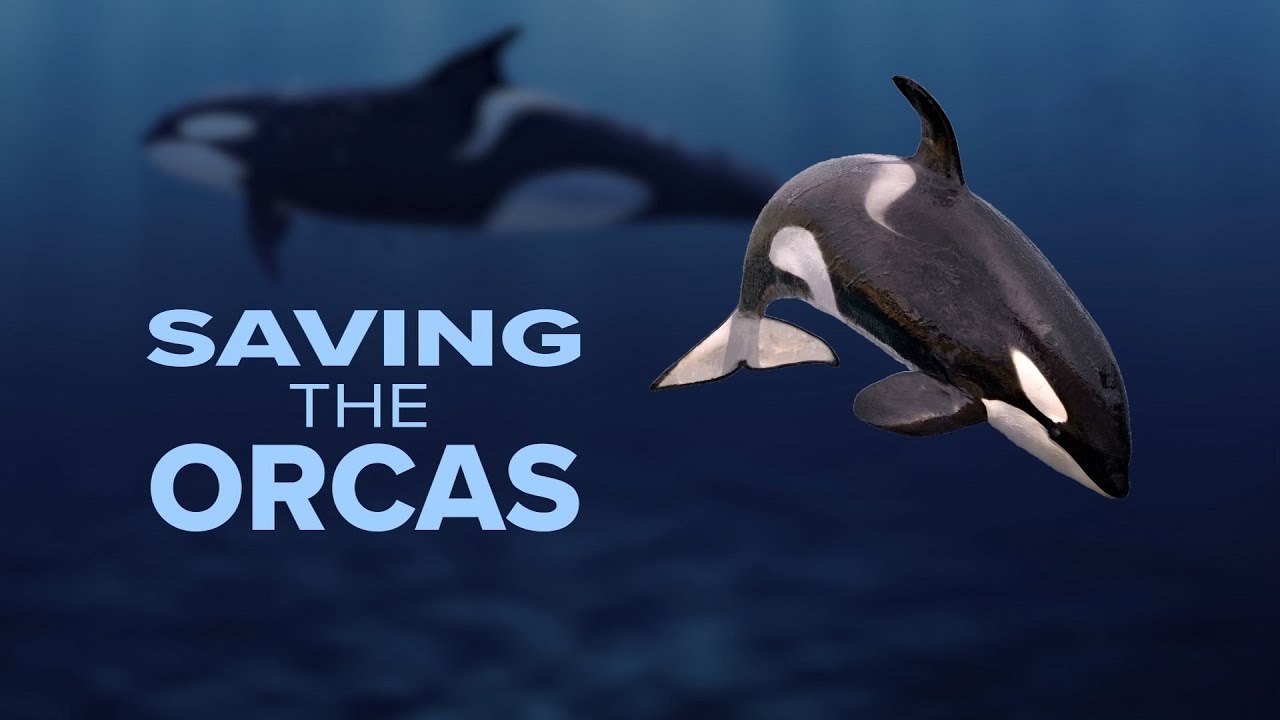 Why orcas are dying and why that matters - YouTube