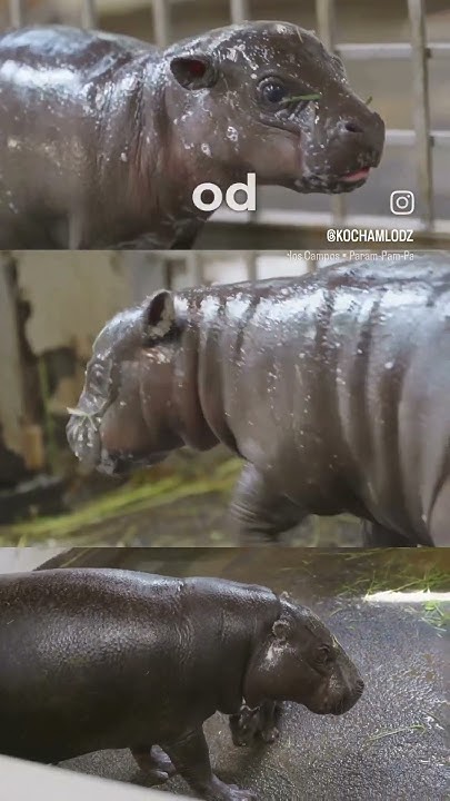 W łódzkim Zoo narodził się mały hipopotam. Jak byście dali mu na imię? - YouTube