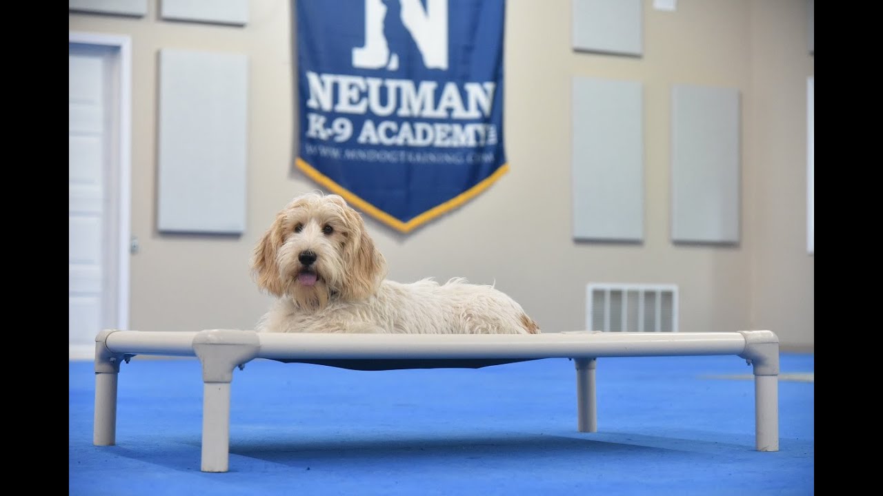 Marlee (Petit Basset Griffon Vendeen) Puppy Camp Dog Training Video ...