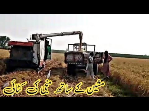 Machine Ky Sath Munji Ki Katai | Dhan Ki Katai | Cutting Of Rice Crop ...