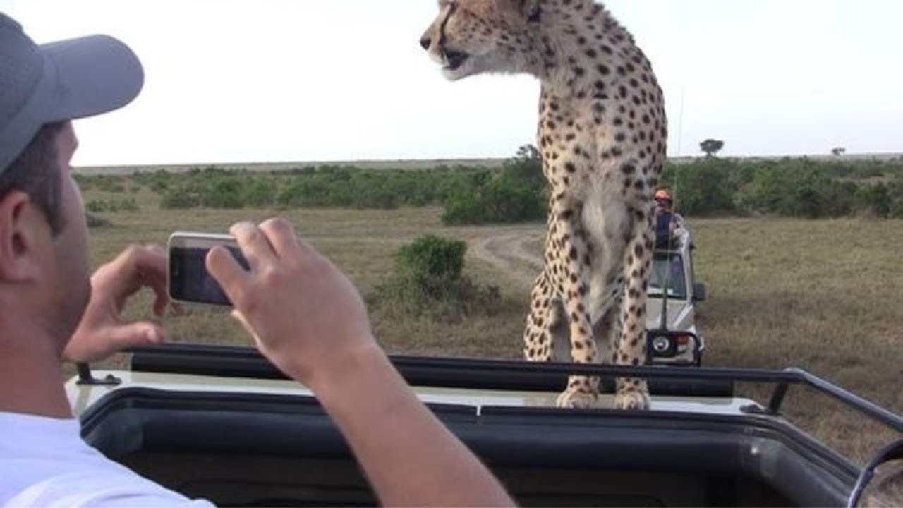 Safari Fails 😞 | Season 1 | Ep 1 - YouTube