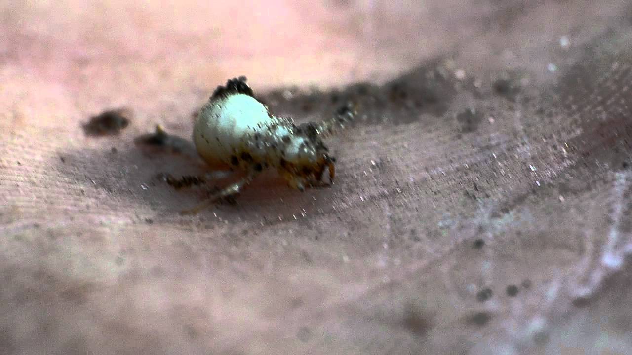 Strange looking insect larva - YouTube