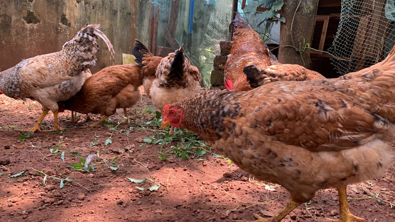 Relaxing Backyard chicken 🐓 natural foods Relaxing chicken videos - YouTube