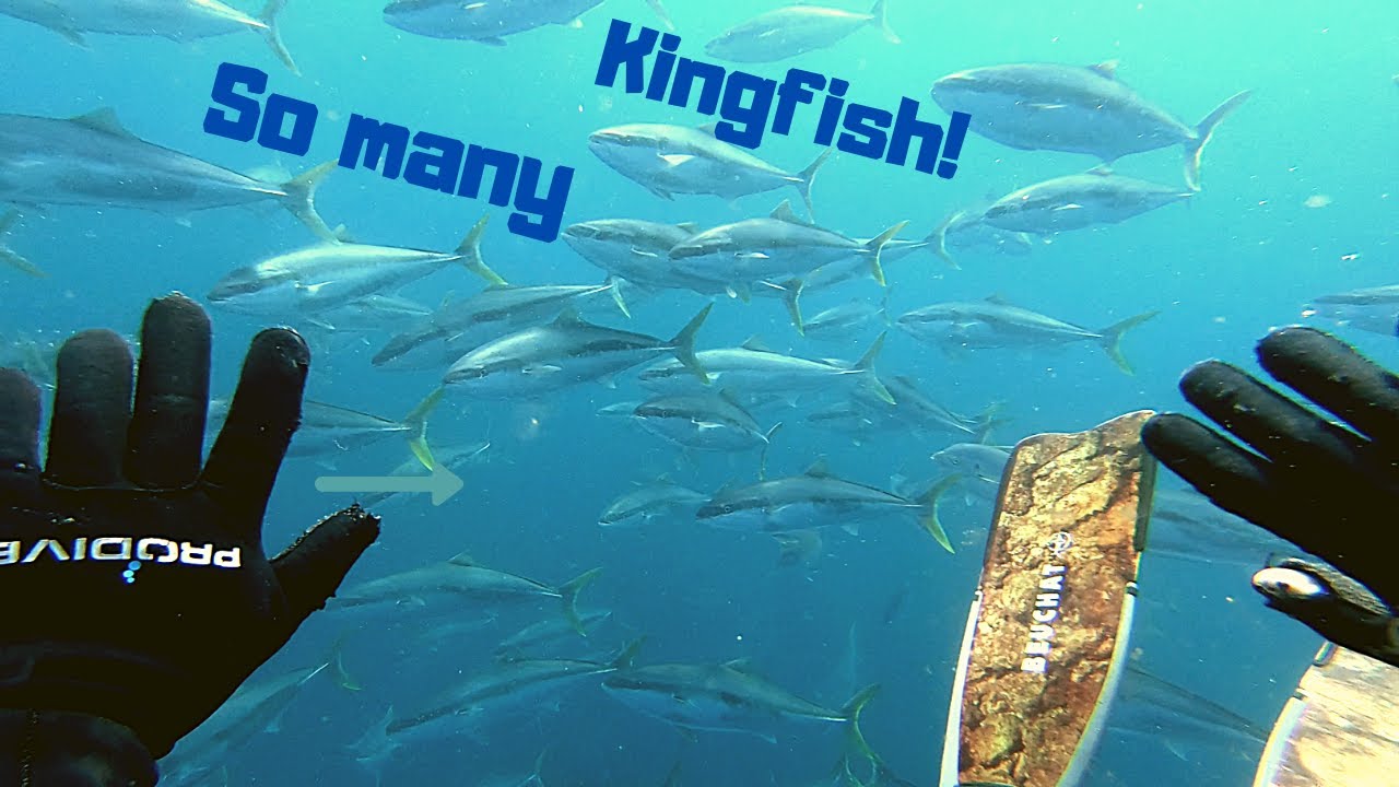 We found a MASSIVE school of Yellowtail Kingfish! - Far North NZ ...