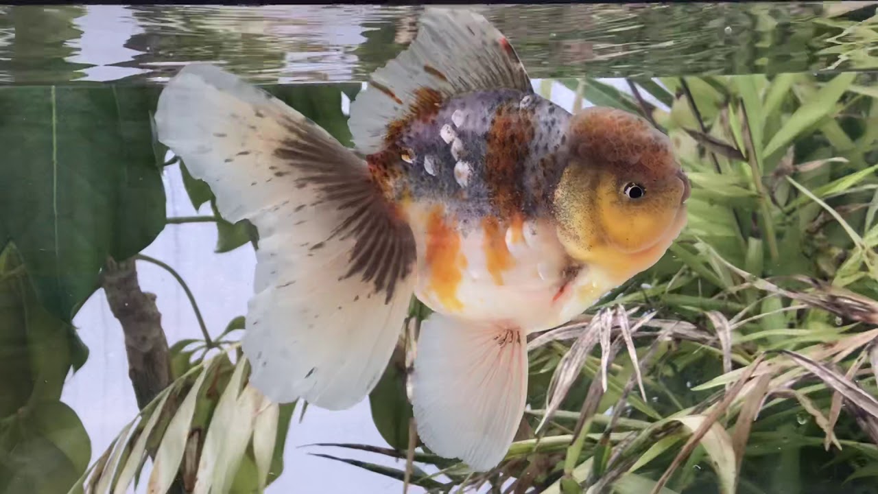 1112 Kirin Oranda - YouTube