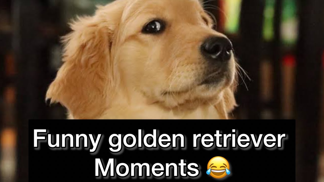 Golden Retriever funny and heartwarming moments - YouTube