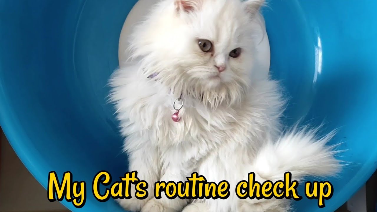 Always Be Careful with your cats and kittens | my cat's monthly to vet ...