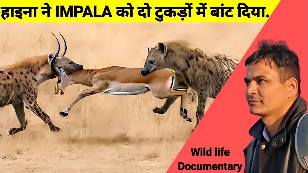 wild animal discovery| national geographic| Animal Planet| #safari ...