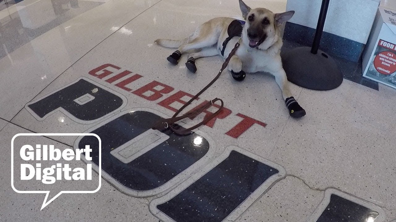Meet Gilbert Police Department's Therapy Dog, Cora - YouTube