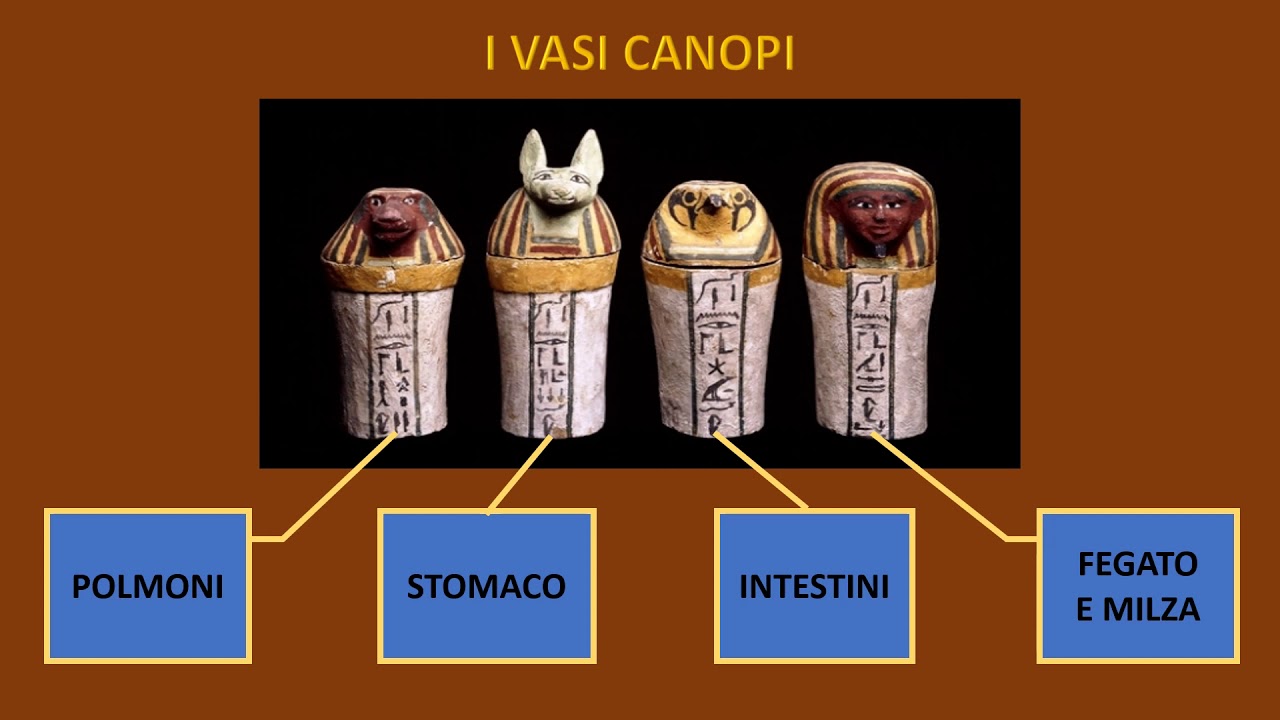 I VASI CANOPI - Coggle Diagram