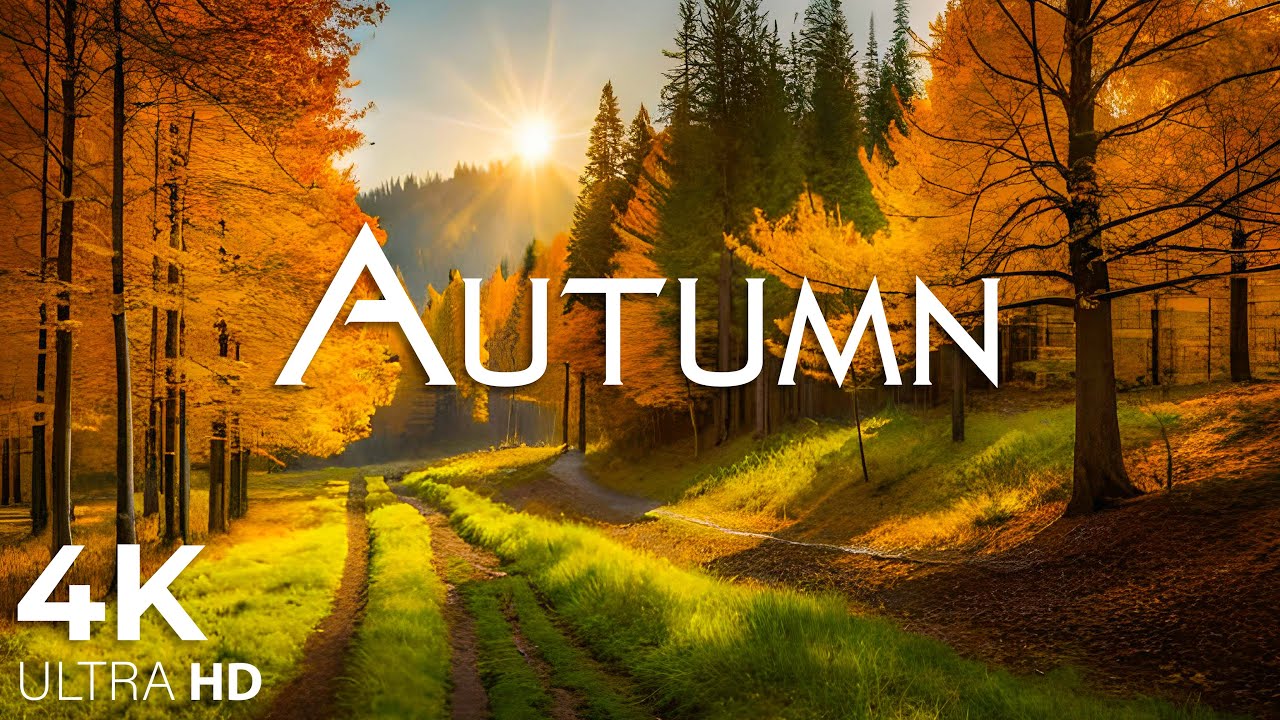 Enchanting Autumn Forests with Beautiful Piano Music🍁4K Autumn Ambience ...