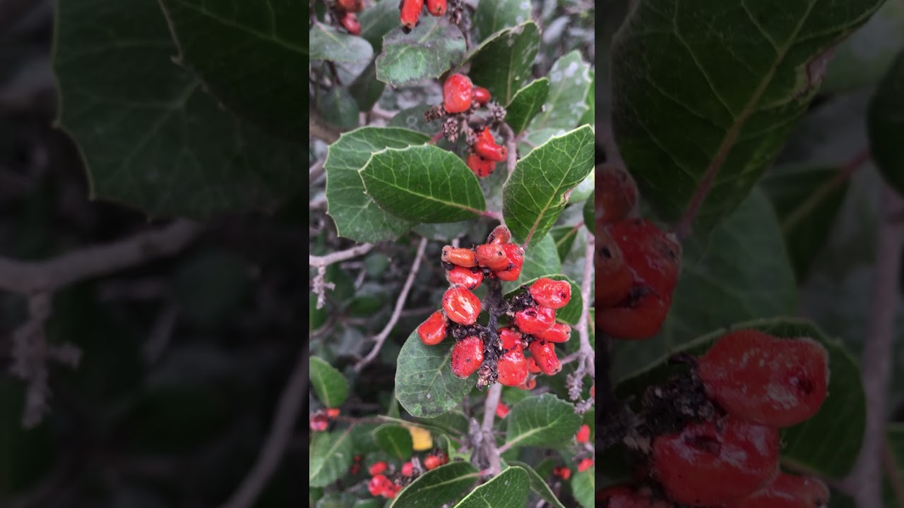 Lemonade berry (Rhus integrifolia) plant identification by kids for ...