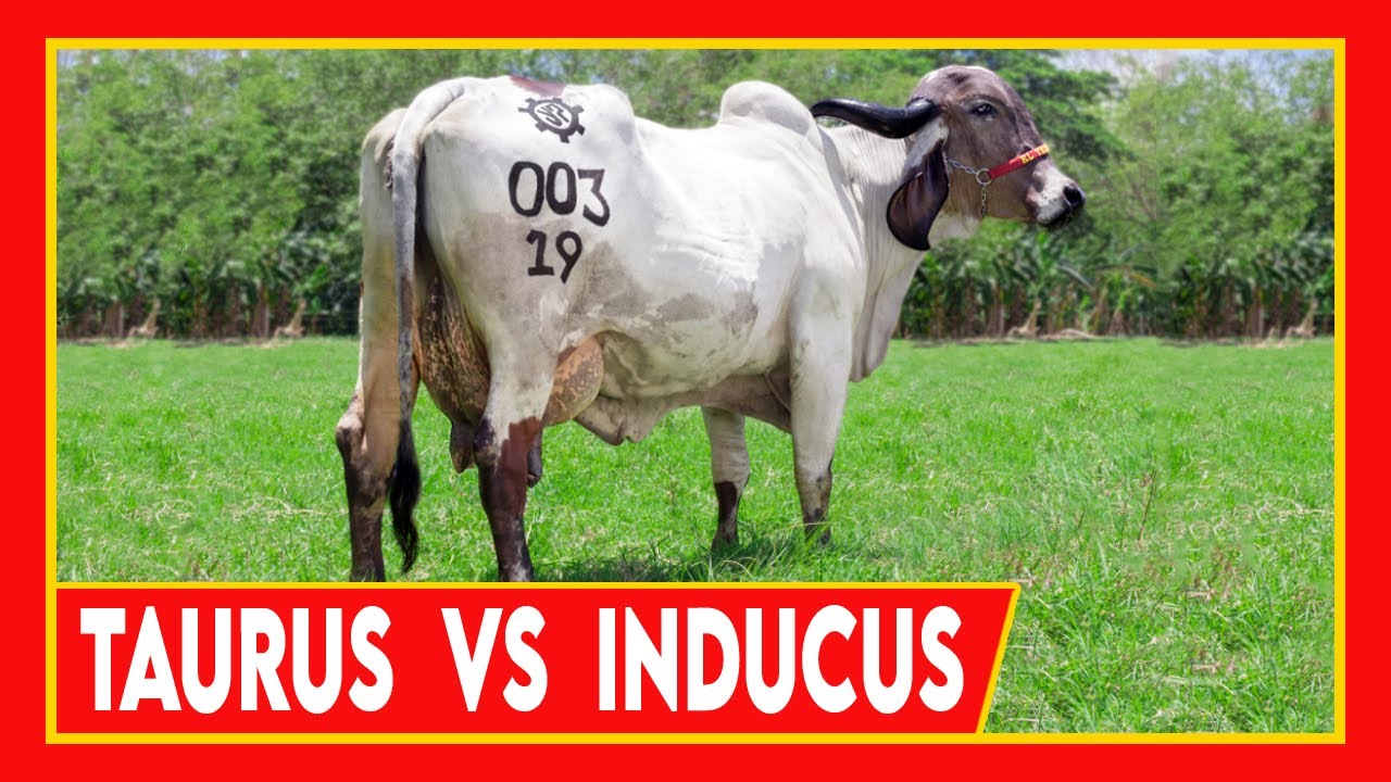 🔴 BOS TAURUS VS BOS INDUCUS 🏆 a quien afecta mas la GARRAPATA Vacas ...