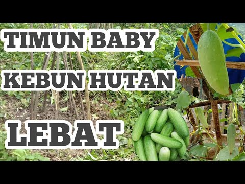 TERBARU /-/ TIMUN BABY DI HUTAN SUBUR - YouTube