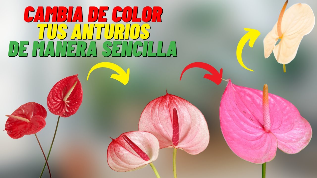 Como Cambiar De Color Tus Anturio (Polinizalos Facil y Rapido) - YouTube