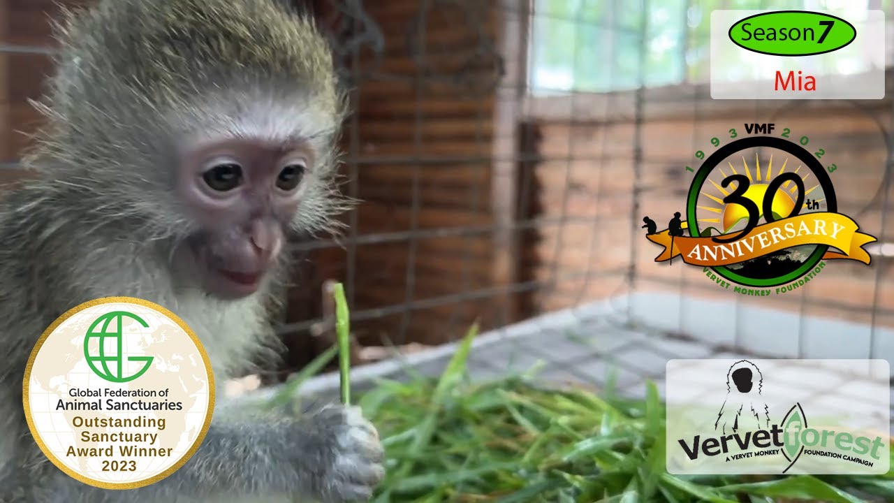 Another baby monkey has lost its mother, and we have been called to retrieve her. - YouTube
