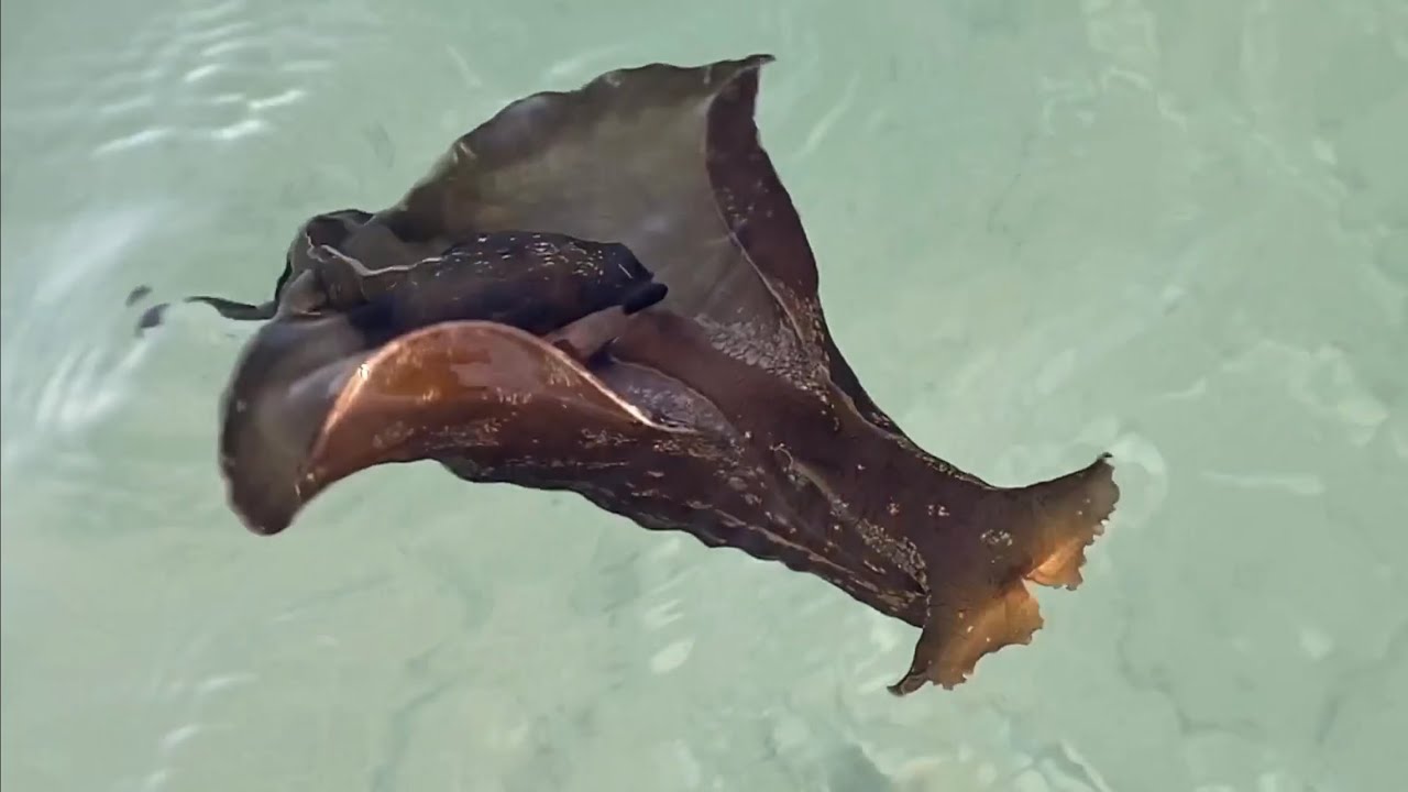 An Amazing Sea Hare Swimming Gracefully in the Gulf of Mexico | Naples ...