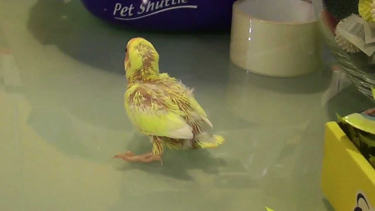 Pet Shop Baby Bird Surprise - YouTube