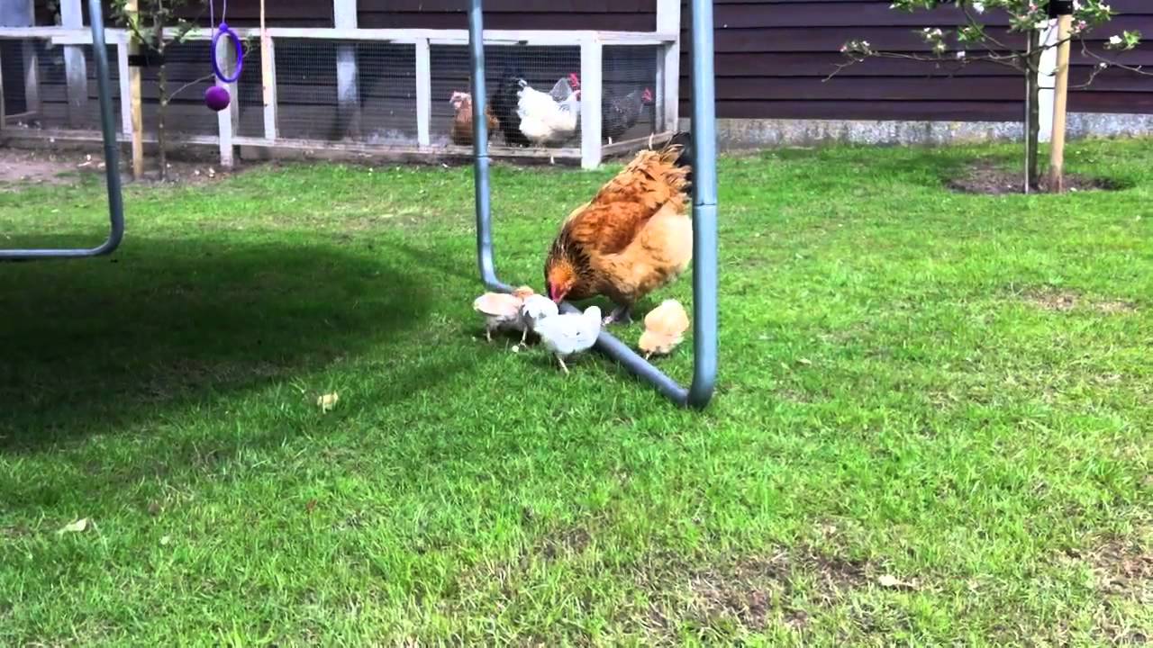 3 ugers kyllinger - YouTube