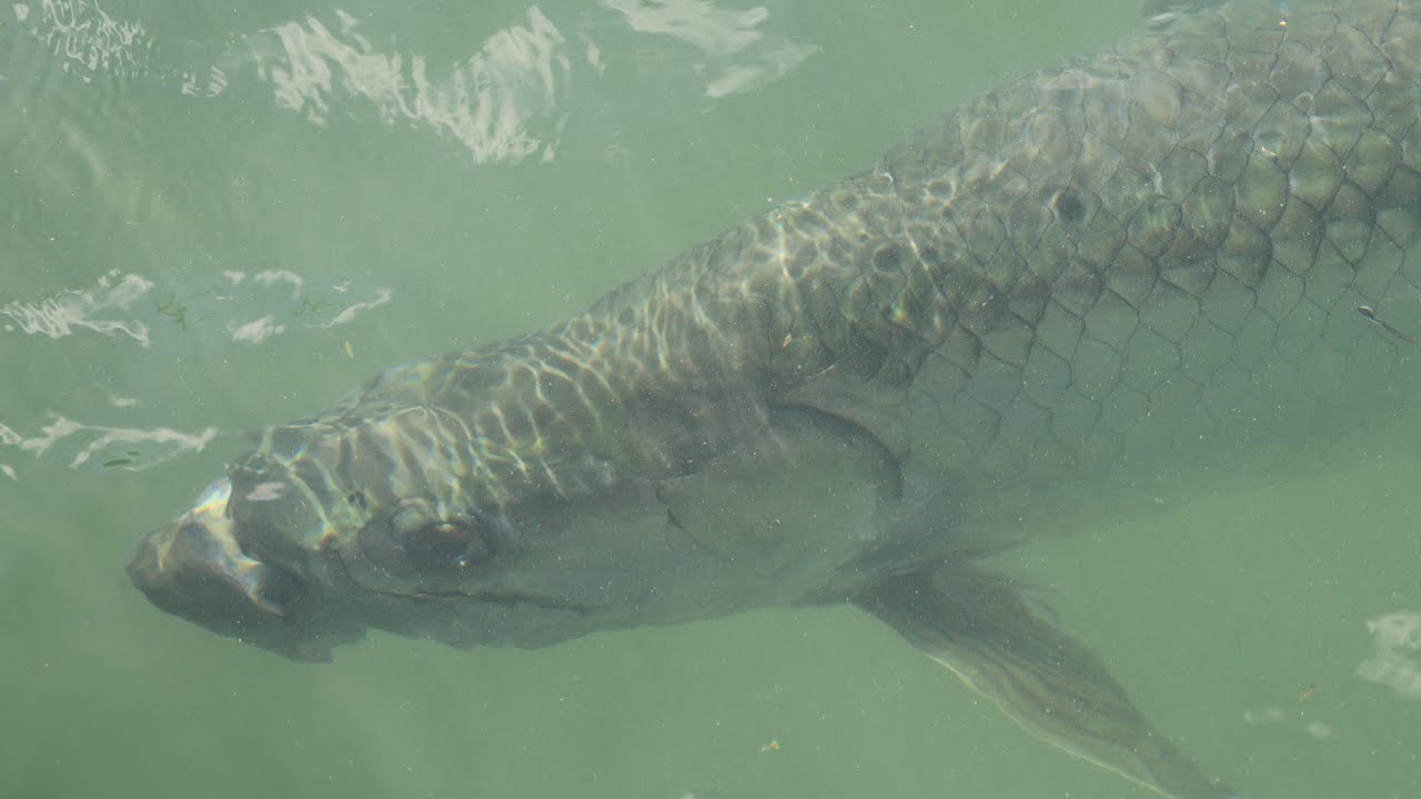 Tarpon eating fish in Key West - YouTube