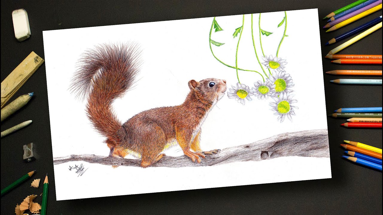 Drawing a Red Squirrel - Time Lapse Speed Art - How to Draw a Squirrel ...