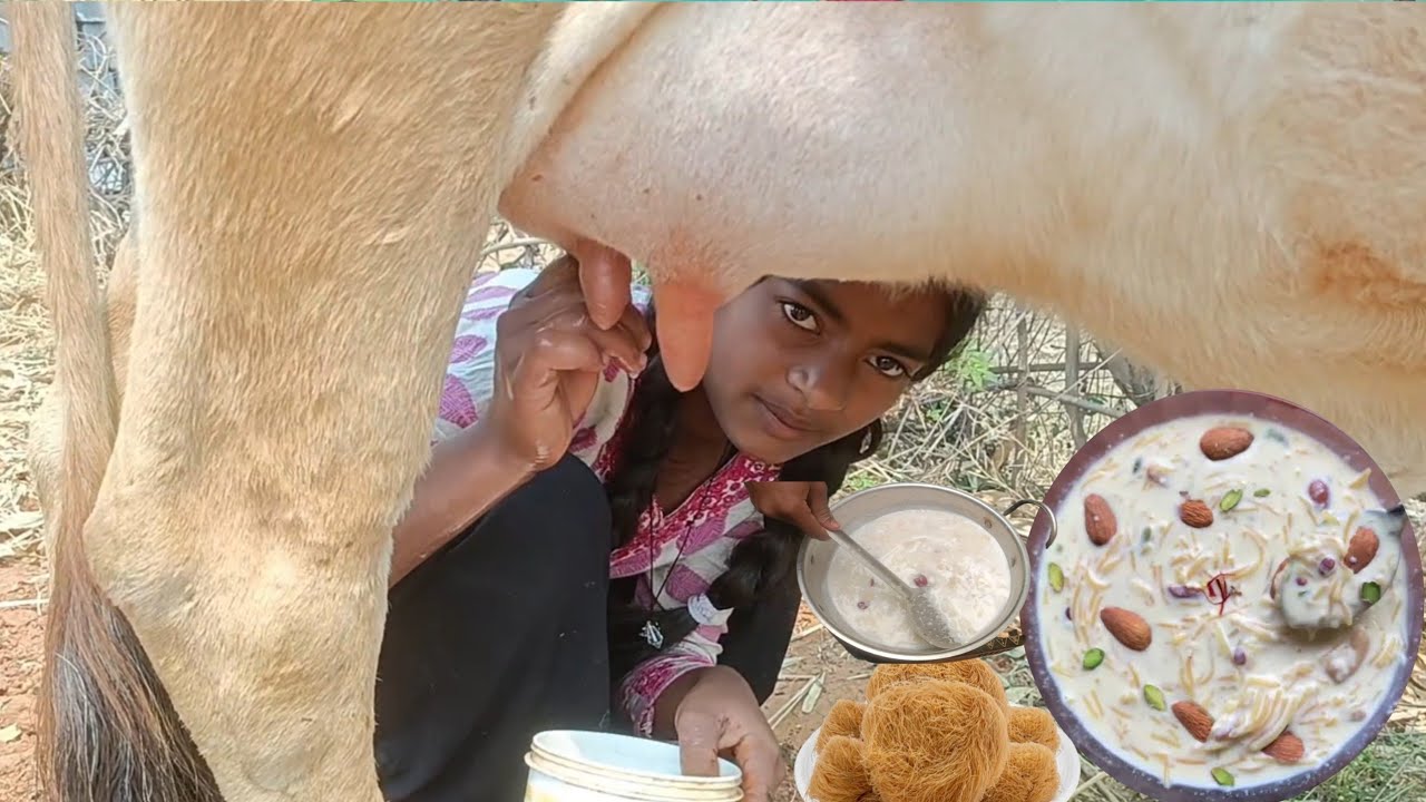 Cow milking ll Laccha Sewai Recipe ll Chanda family vlog - YouTube