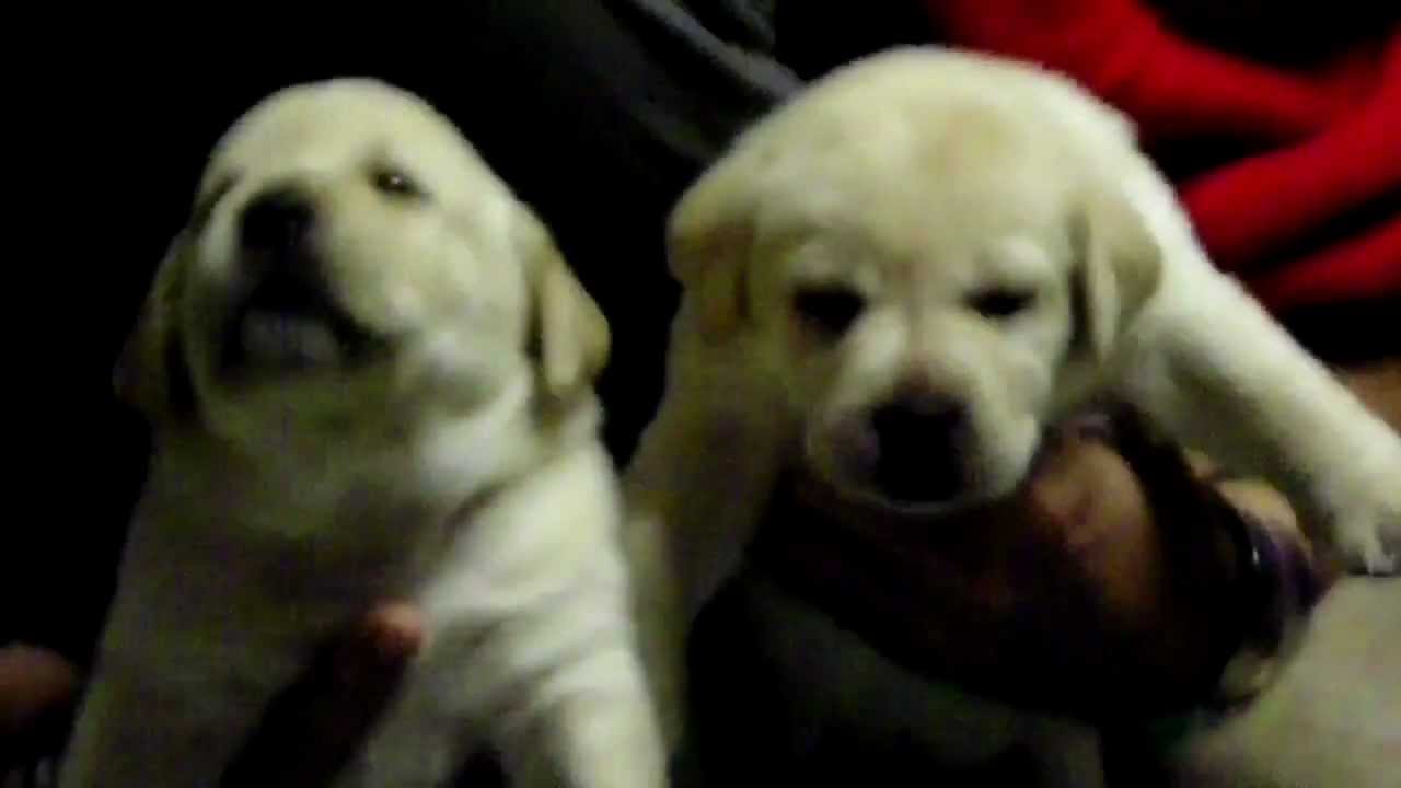 Chunky Labrador Puppies - YouTube