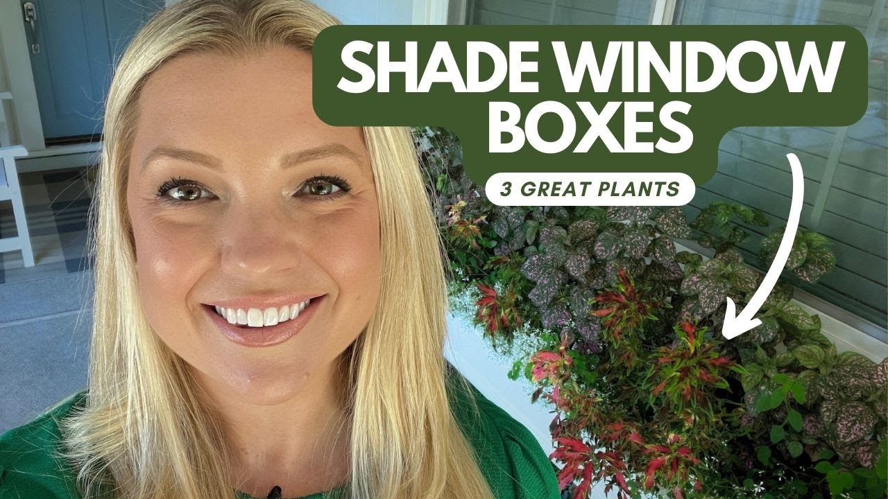 3 Great Plants for Shade Window Boxes!⛅🌿 - YouTube