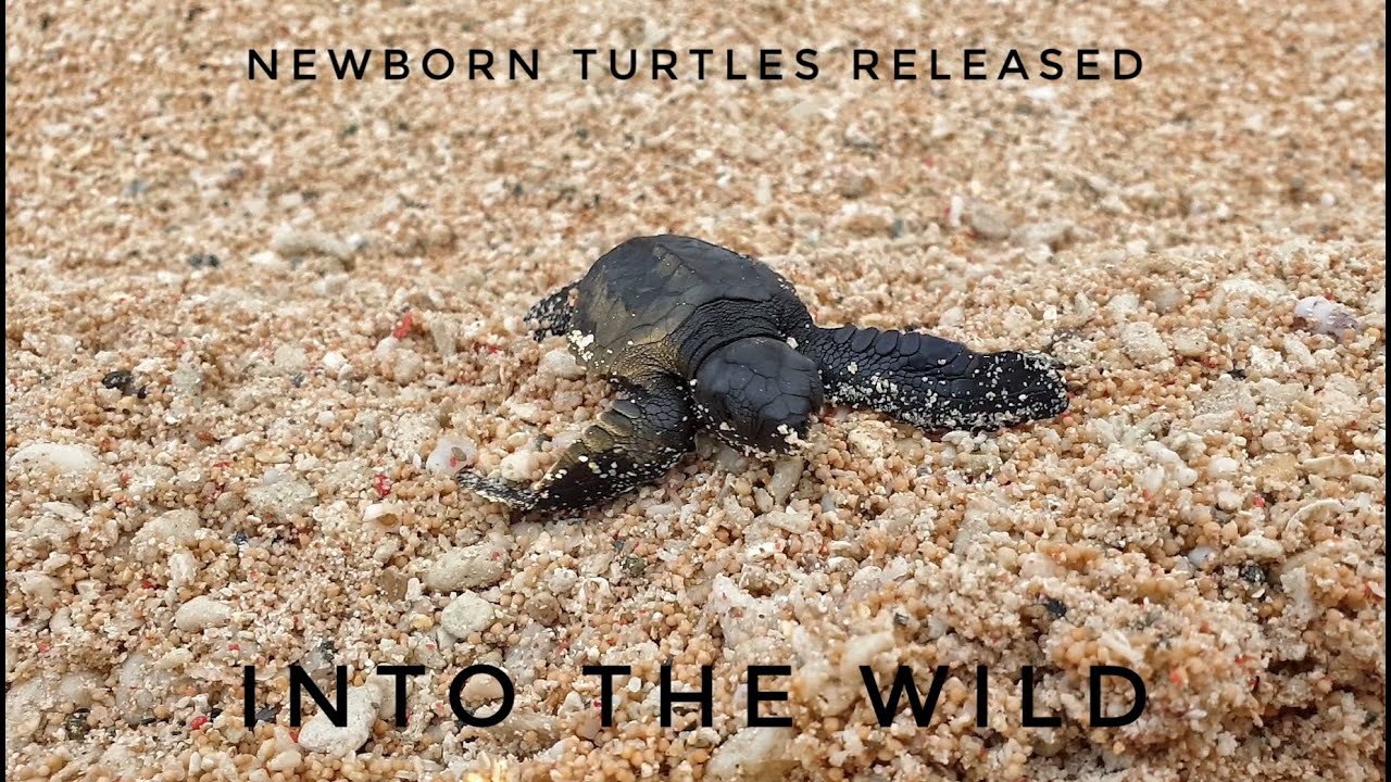 Baby loggerhead turtles released into Indo-Pacific ocean in Timor-Leste ...