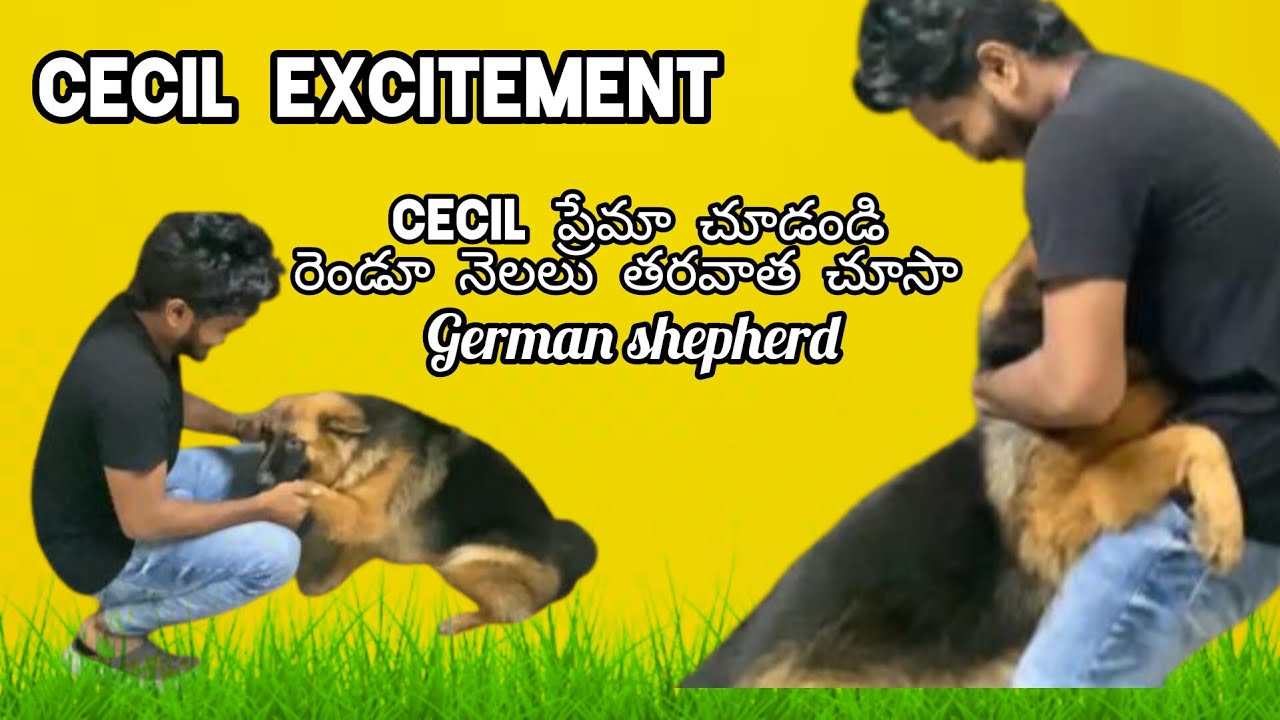 Ma Cecil ni chusa two months Taravata soo excited/German shepherd ...
