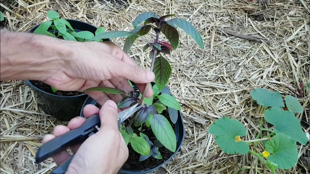 Comment tailler le basilic ? 2020 - YouTube