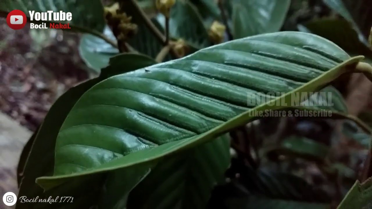 CIRI-CIRI POHON MERANTI MERAH DETAIL DENGAN POHON KULIT DAN DAUN - YouTube