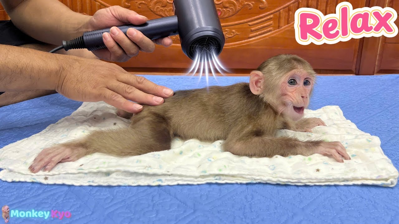 Super Cute! Watching baby monkey relax at home makes you want to hug ...