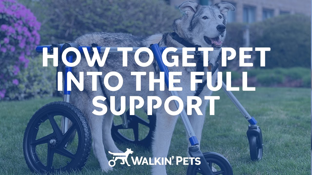 How to Put Your Pet Into the Walkin' Wheels Full Support Wheelchair ...